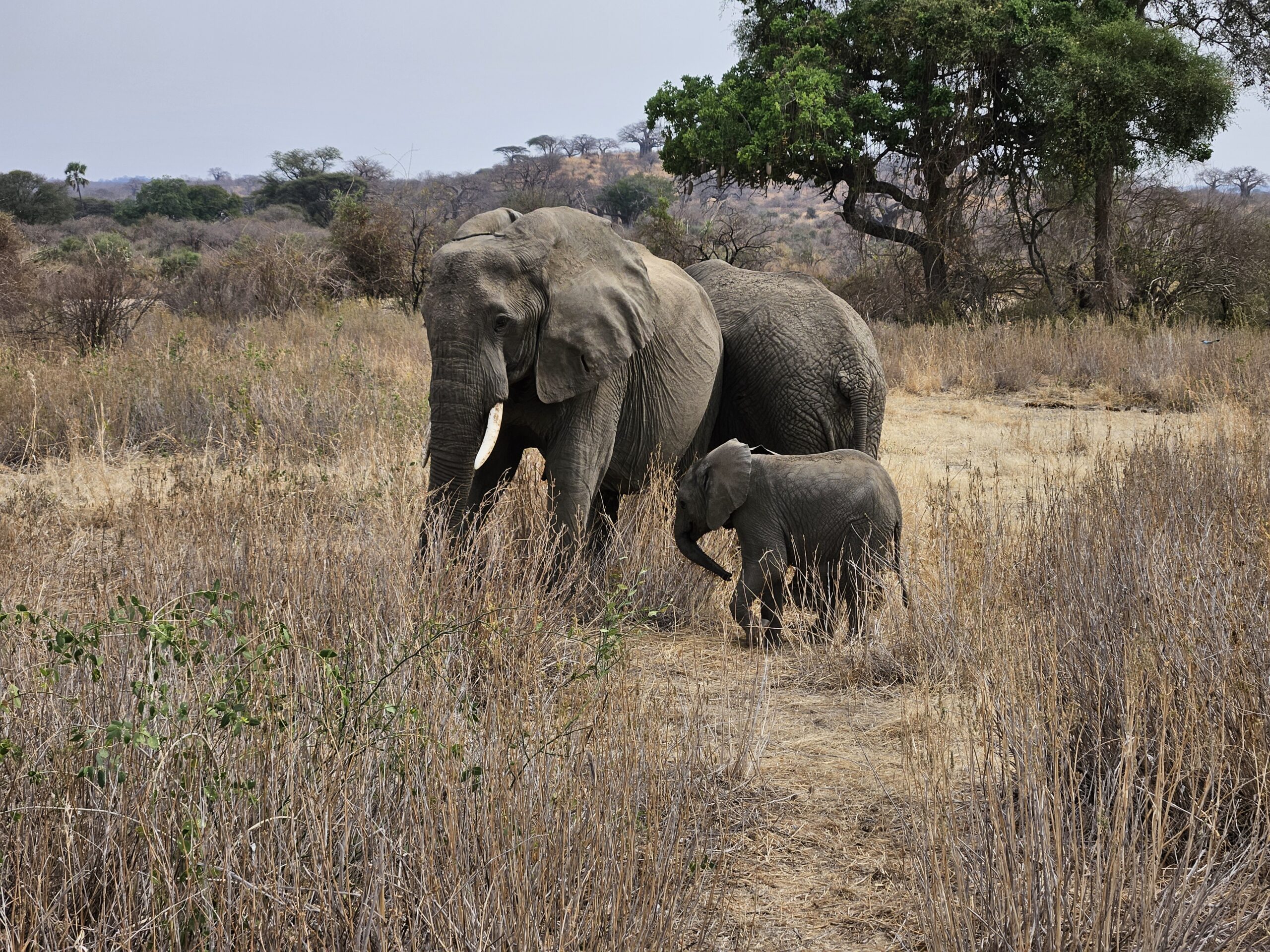 Tanzania Travel Blog: September 16 & 17, 2025 - Prince of Peace ...